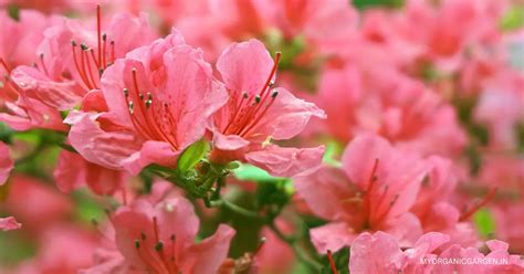 Grow Azaleas And Bring A Burst Of Colors To Your Garden