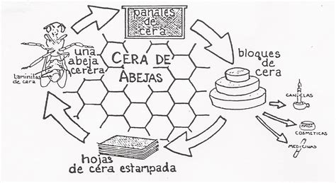 Creativo Entretener Emulsión Partes De Un Panal De Abejas Regeneración