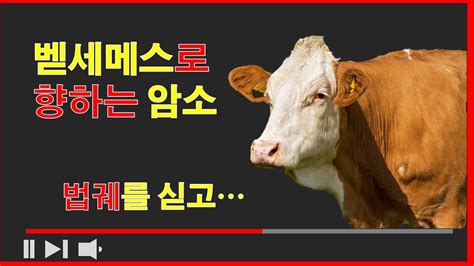 사무엘의 천로여정3 법궤를 싣고 벧세베스로 향하는 송아지를 뗀 암소의 심정은 Youtube