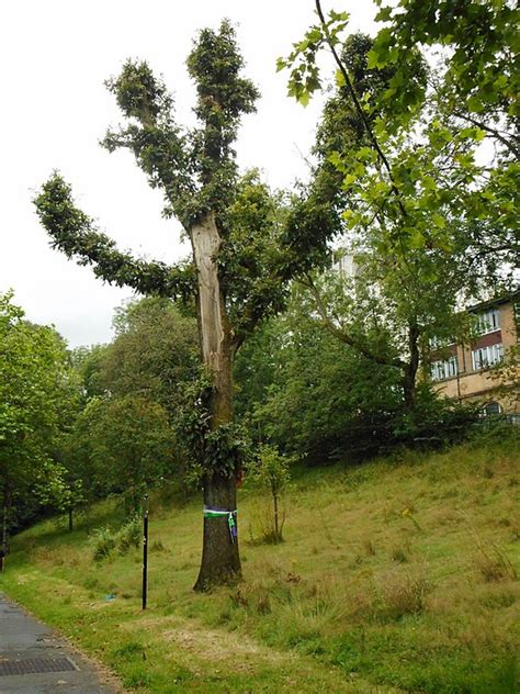 The Attagirls On Twitter RT AnniesArboretum The Suffragette Oak In Kelvingrove Glasgow Was