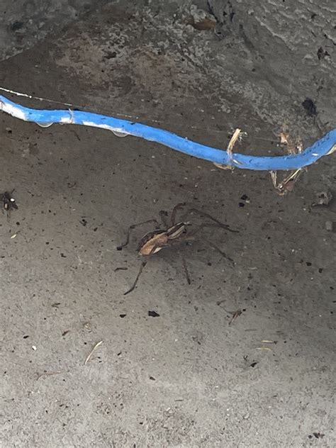 Agelenopsis American Grass Spider Usa Spiders