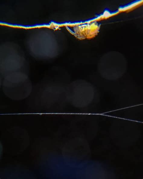 First Attempt At Bug Pics Insect Names In The First Comment Rpics