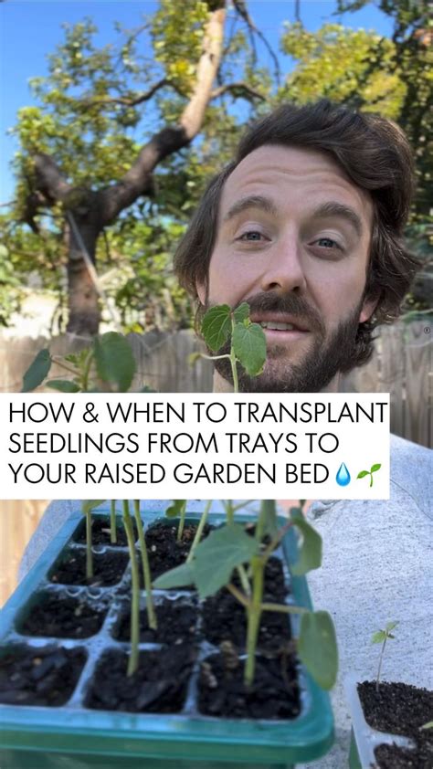 How And When To Transplant Seedlings From Seed Trays Garden In Minutes
