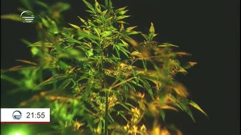 კანაფი და ქართული ტრადიცია რისთვის იყენებდნენ მცენარეს სვანეთში საუკუნეების განმავლობაში Youtube