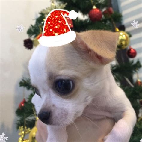 Testapinan ร้านค้าออนไลน์ Shopee Thailand