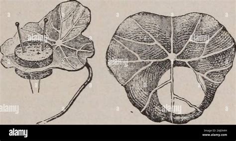 Leaf Starch Test Hi Res Stock Photography And Images Alamy