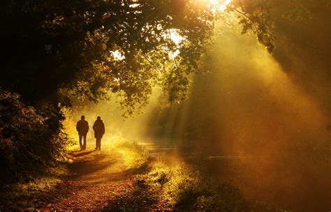 Wallpaper Sunlight Trees Forest Sunset Nature Reflection