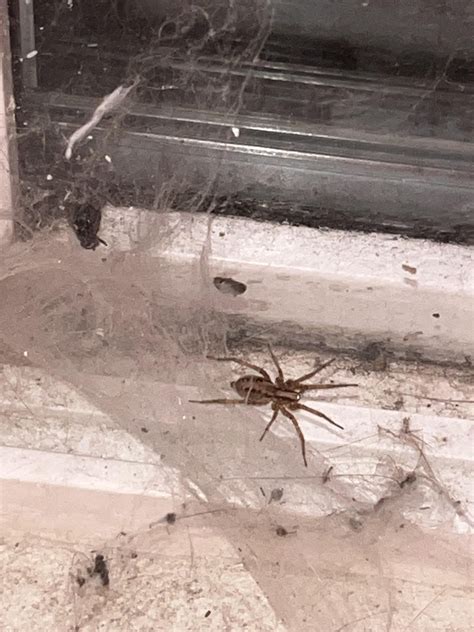 Funnel Weaver R Spiders