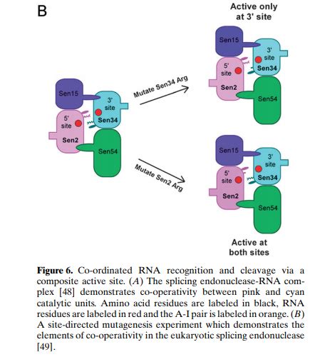 Why Do Restriction Enzymes Act On Palindromic Sequences Biochemistry And Molecular Biology