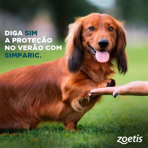 Antipulgas Simparic 20mg Para Cães De 51 A 10kg Zoetis