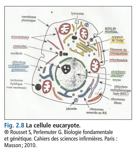 Diagramme Des Cellules Eucaryotes