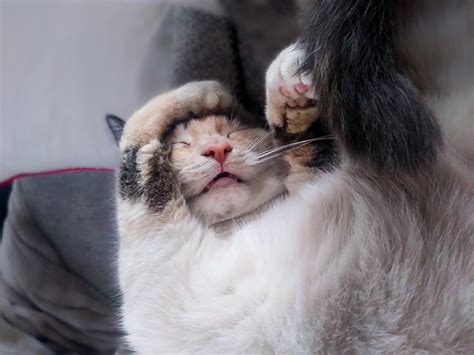 Cute Cat Oc Raww