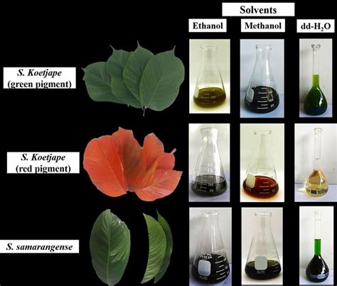 Plant Based Materials And Dye Extraction Download Scientific Diagram