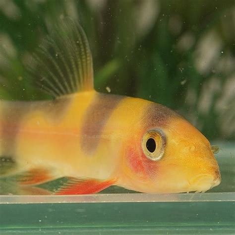 熱帯魚1点物 片面ドット柄 クラウンローチ 珍柄 撮影個体（約4cm）（1匹） A2 20240229 01熱帯魚通販のネオス