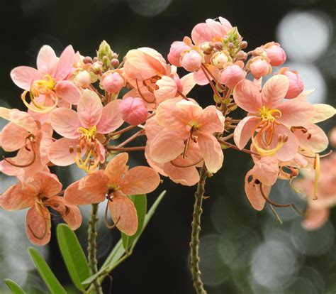 Cassia Bakeriana Dwarf Pink Shower Tree Seeds
