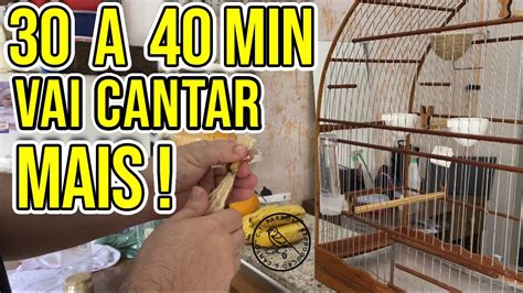 TREINAMENTO FÁCIL PRA VOCÊ FAZER PAPA CAPIM CANTAR MAIS YouTube