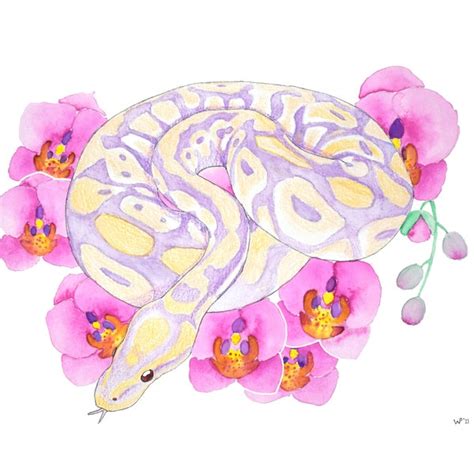 Ball Python Etsy