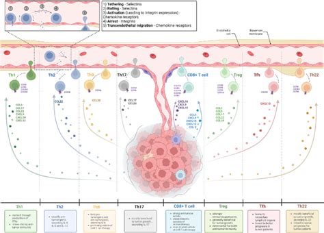 T Cell Migration Into Human Tumors Depicted Are Various T Cell Subsets