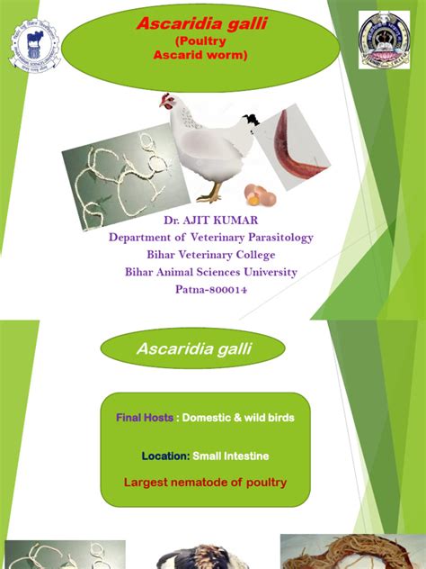 Ascaridia Galli Converted Pdf Microbiology Parasitology