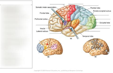 Gustatory Cortex