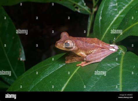 A Harlequin Flying Frog Rhacophorus Pardalis In The Rainforest At