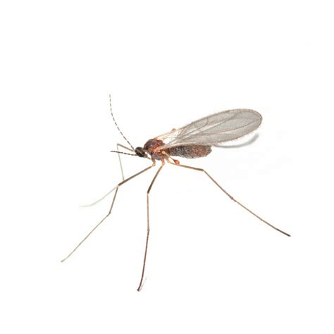 Biologically Inspired Robots Biomimicry Beanz Magazine