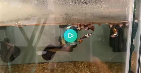 Dumbo Mosaic Gups Album On Imgur