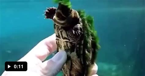 Mohawk Turtle 9gag