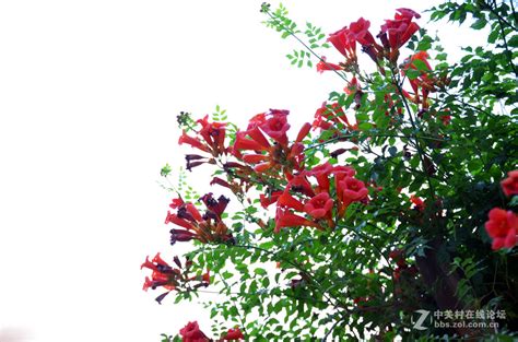 凌霄花 中关村在线摄影论坛