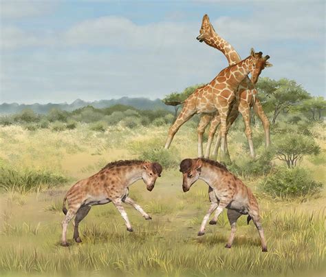 Science Discovers The Real Reason Why Giraffes Have Long Necks