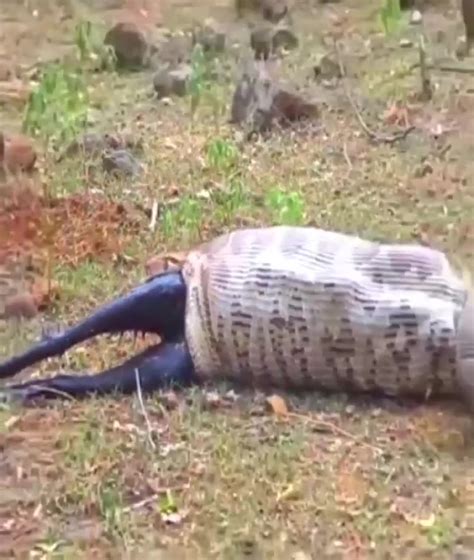 Giant Python Vomits Goat Whole