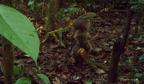 Monitoring Orangutans Through The Lens Of Camera Traps