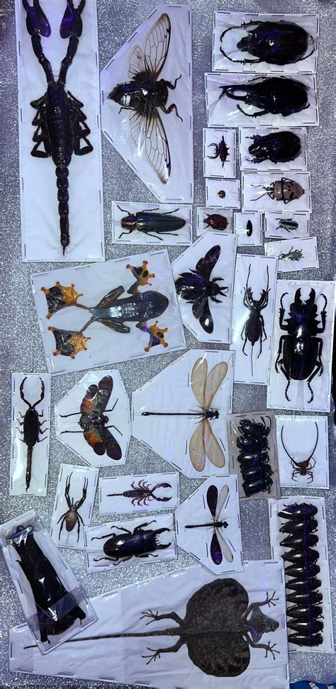 Assorted Bugs Insects Specimen Wholesale Mix Lot Bulk Etsy