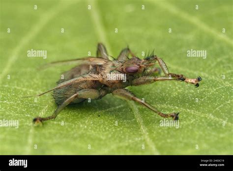 Louse Fly Stenepteryx Hirundinis At Rest On Leaf Tipperary Ireland