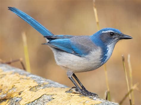 California Scrub Jay Nestwatch