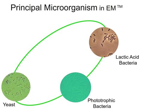 The Origin Of Effective Microorganisms