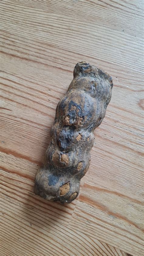 Fossil Stick Or Something Else Hastings Uk Rfossilid