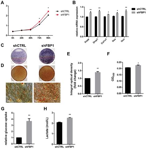 Effect Of Fbp1 On Proliferation Odontoosteogenic Differentiation And