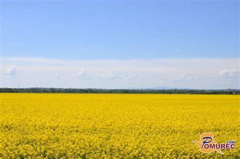 FOTO Prekmurska Polja So Postala Rumeno Morje Pomurec