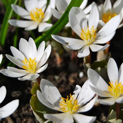 Sanguinaria Canadensis Pépinière Cramer Inc