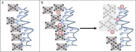 Silica Deposition In Plants Scaffolding The Mineralization Pmc