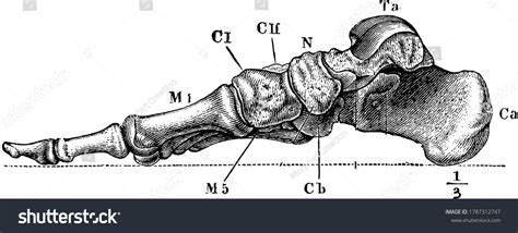 Labels Ca Calcaneum Os Calcis Ta Stock Vector Royalty Free 1787312747 Shutterstock