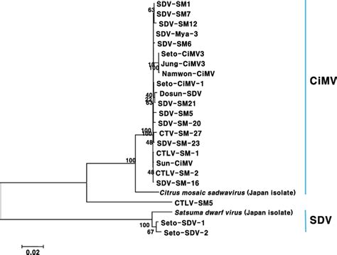 Phylogenetic Tree Resulting From Maximum Parsimony Analysis Of
