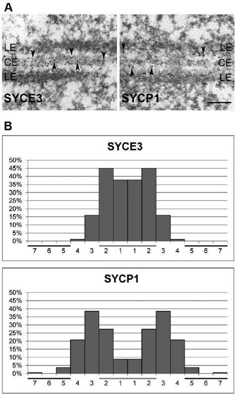 Syce3 Selectively Localizes To The Synapsed Areas Of Homologous Download Scientific Diagram