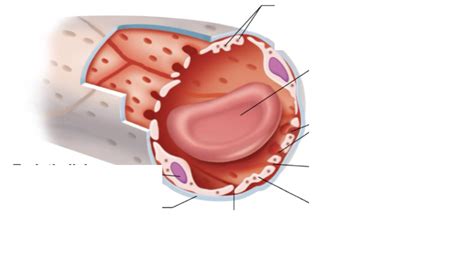 Capillary Structure 2 Diagram Diagram Quizlet