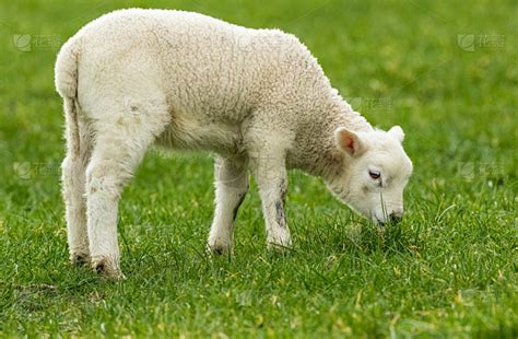 一个可爱的小羊羔的特写，吃着绿色的草