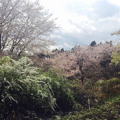 Chieko No Mori Park 2025 All You Need To Know Before You Go With Reviews