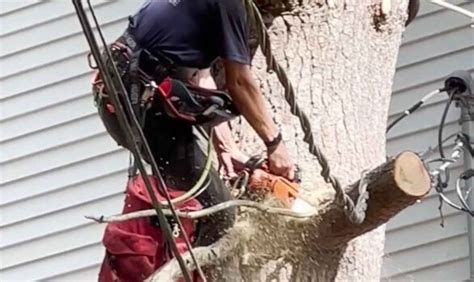 Time Lapse Of Tree Removal Using Two Cranes Bluestone Tree