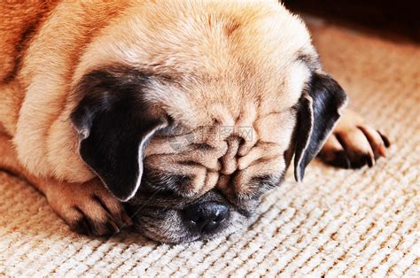 可悲的纯种小狗犬类哺乳动物好奇心爪子地面悲伤框架身体宠物皮带高清图片下载 正版图片322065844 摄图网