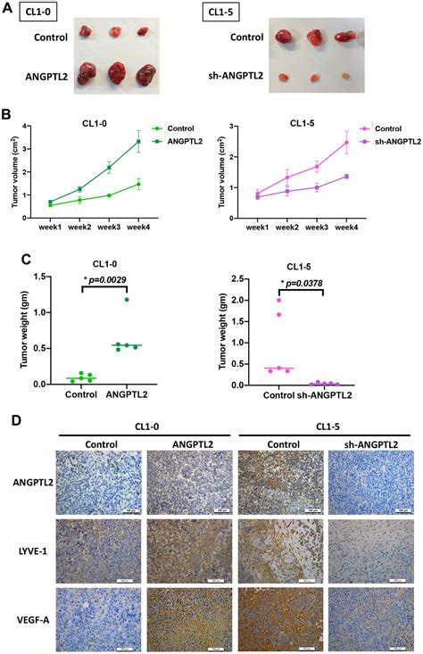 Angptl2 Promotes Vegf A Synthesis In Human Lung Cancer And Facilitates
